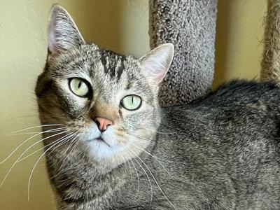 Pet of the Week: Gunther (Miss Kitty's Cat House) | Chino Valley Review ...