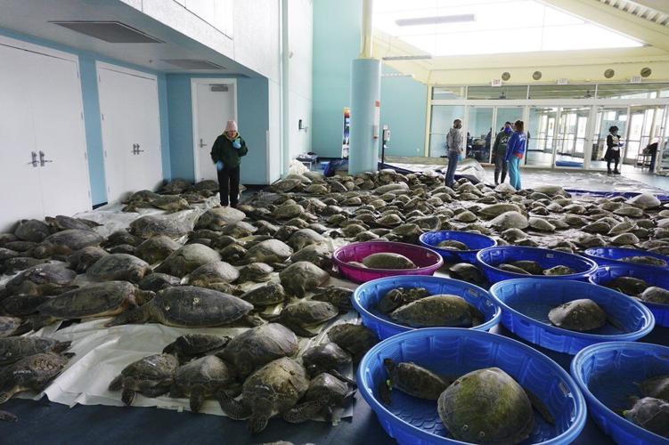 Watch: Thousands of cold-stunned sea turtles being rescued in Texas | Odd & Interesting ...
