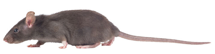 Shooting varmints in city may be legal | News | dcourier.com