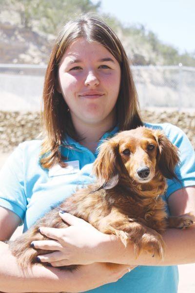 Yavapai Humane Society opens new facility for sick, injured cats ...