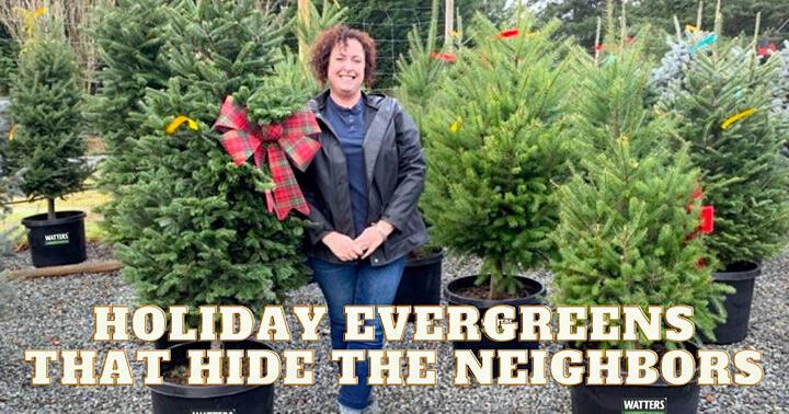 Mountain Gardener: Holiday evergreens that hide the neighbors ...