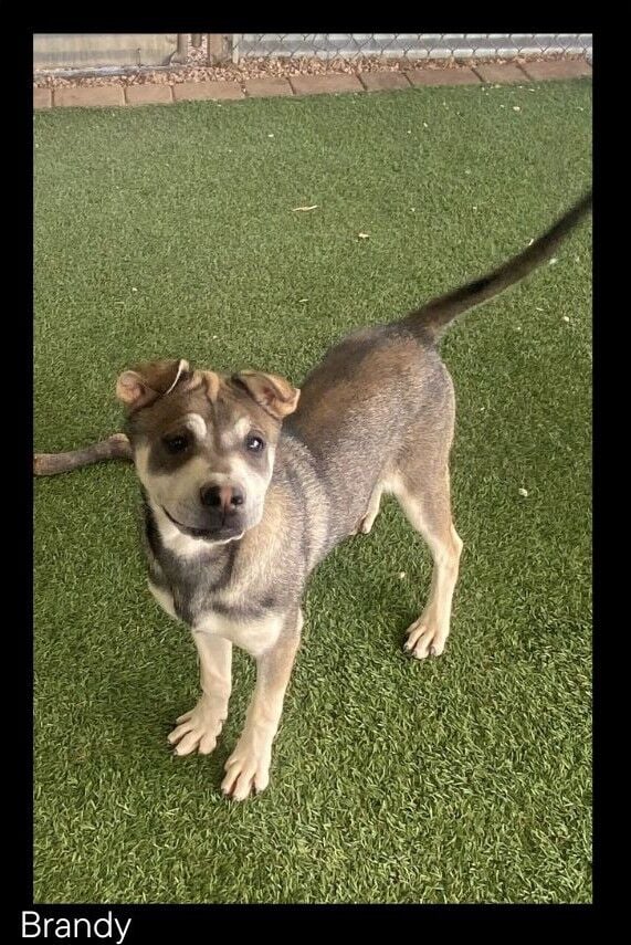 Pet of the Week: Brandy (Chino Valley Animal Shelter) | Features ...
