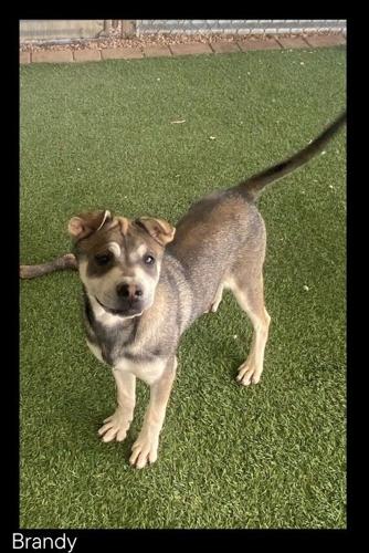 Pet of the Week: Brandy (Chino Valley Animal Shelter) | Features ...