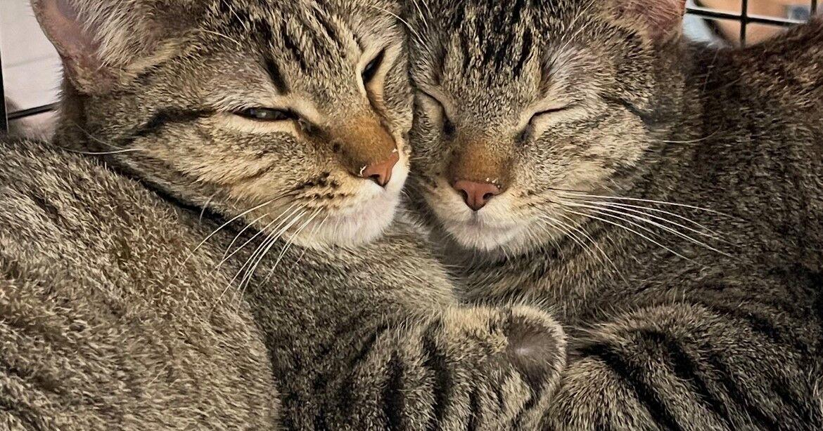 Pet of the Week: Dino & Rubble (Miss Kitty's Cat House) | Features ...