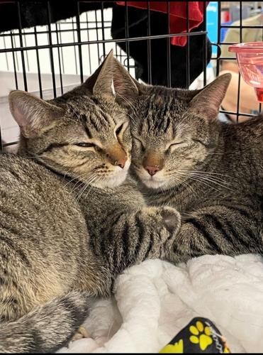Pet of the Week: Dino & Rubble (Miss Kitty's Cat House) | Features ...