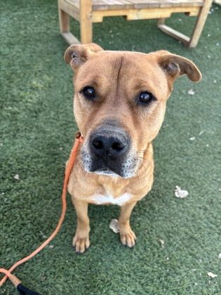 Pet of the Week: Harry (Yavapai Humane Society) | Features | dcourier.com