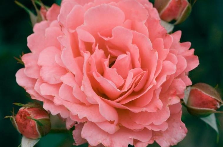 Watters-Lain: Roses best in show for 2021 | Features | dcourier.com