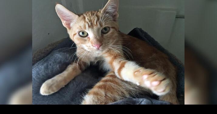 Pet Focus: Klaus — Catty Shack | Features | dcourier.com