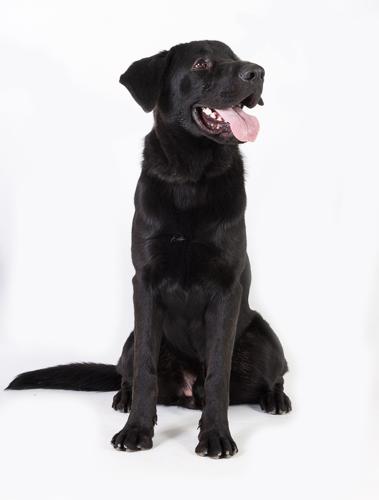 Pet Focus: Humane Society Pet of the Week - Bud | Features | dcourier.com