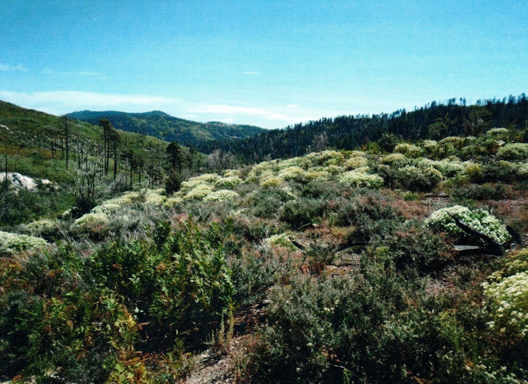 Hike Arizona – Mt. Lemmon: Mint Spring Trail | Sports | dcourier.com