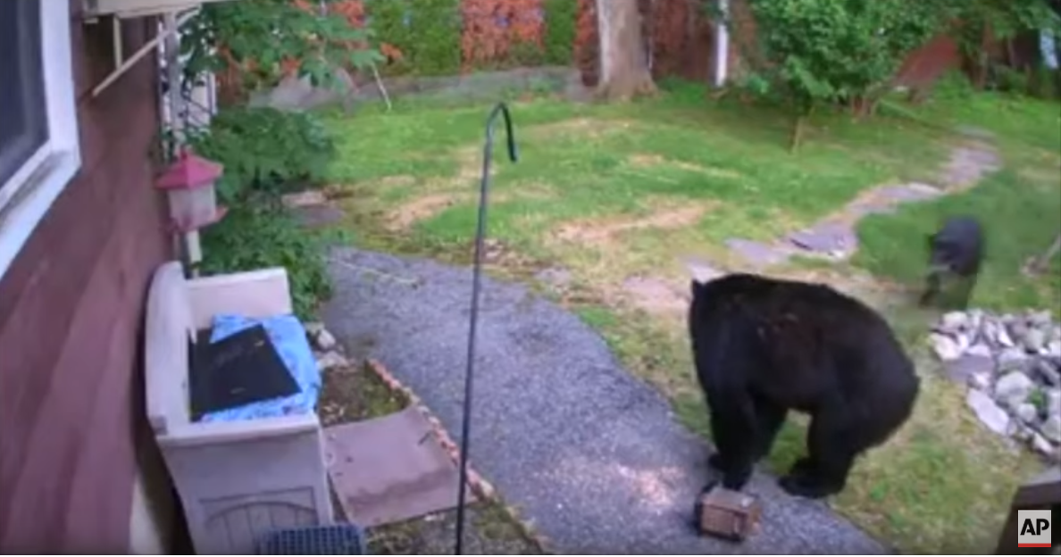 Fearless dog chases bear from neighbor’s yard | Odd & Interesting ...