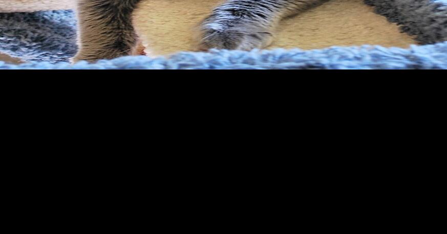 Miss Kitty's Featured Pet: Annie | Features | dcourier.com