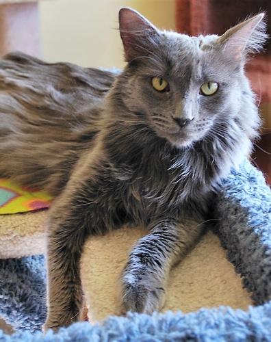 Miss Kitty's Featured Pet: Annie | Features | dcourier.com