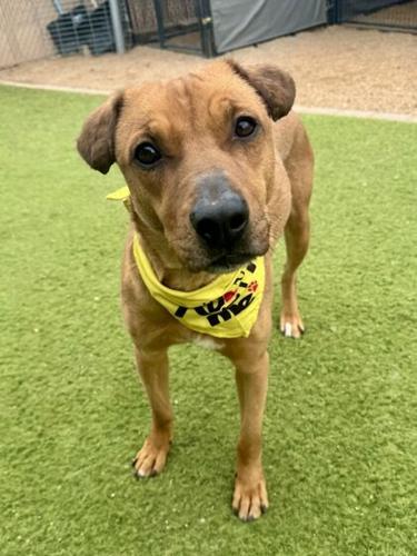 Pet of the Week: Matcha (Yavapai Humane Society) | Features | dcourier.com