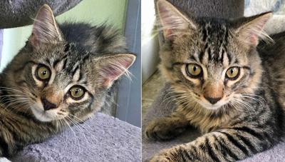 Pet of the Week: Frick and Frack | Chino Valley Review | dcourier.com