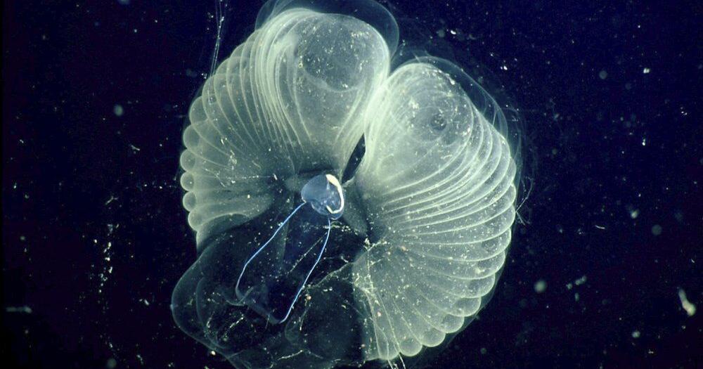 Watch: Scientists learn how tiny critters make ocean ‘snot palaces ...