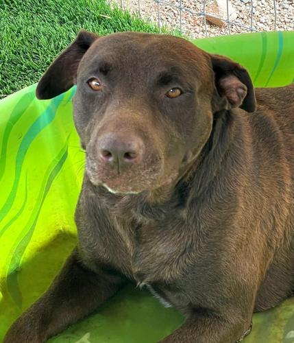 Pet of the Week: Randy (United Animal Friends) | Features | dcourier.com