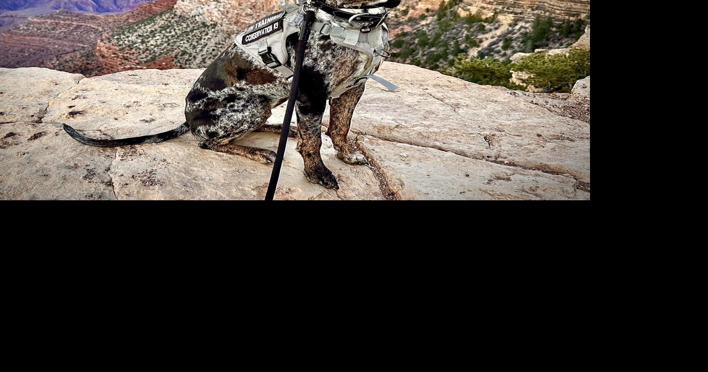 Helping wildlife stay wild: Grand Canyon deploys new Conservation K-9 ...