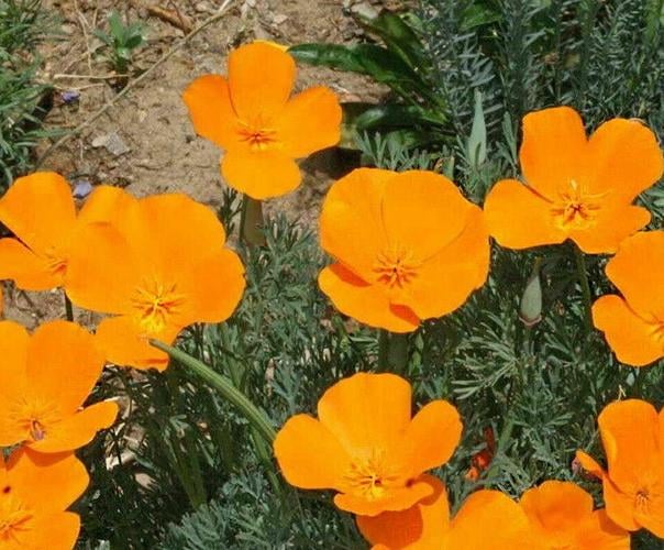 Mountain Gardener: The Mountain Gardener Perennials to cut back in fall ...
