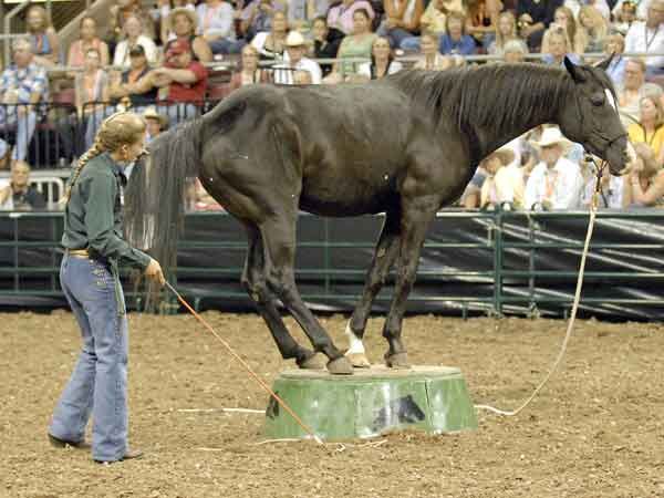Pat Parelli Equine Seminar | Photo Galleries | dcourier.com