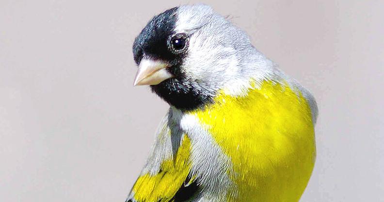Birding: Goldfinch species in the Arizona Central Highlands | Features ...
