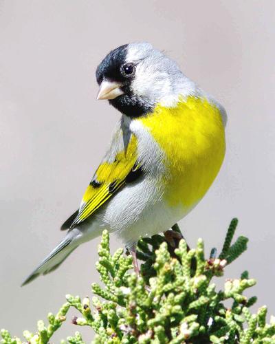 Birding: Goldfinch species in the Arizona Central Highlands | Features ...