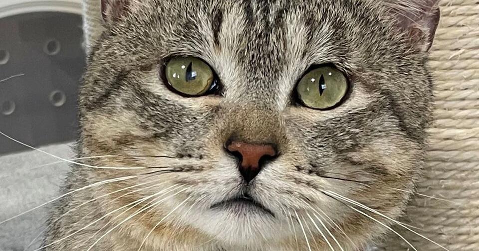 Pet of the Week: Cloud (United Animal Friends) | Features | dcourier.com