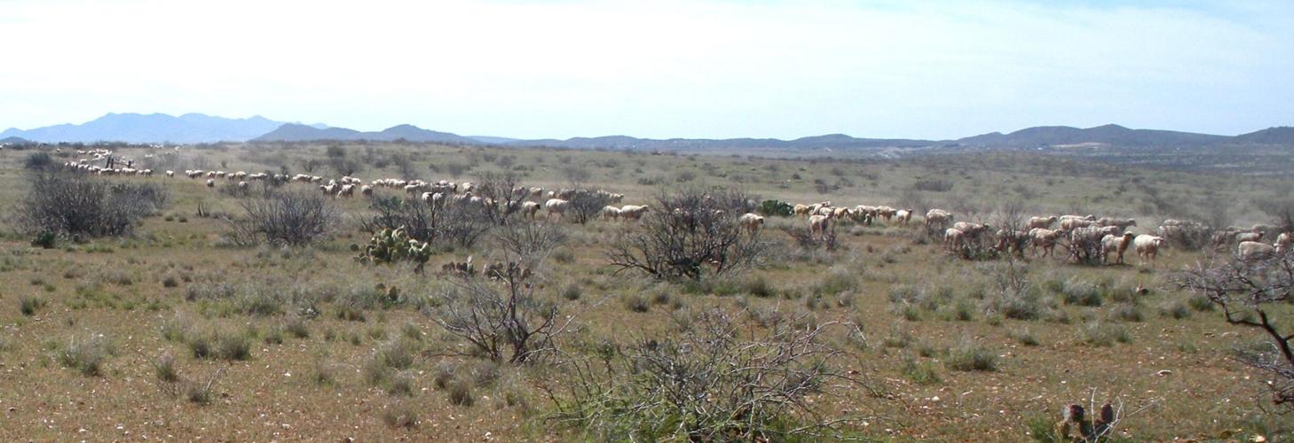 Amazing Places: Introduction to sheep | Features | dcourier.com