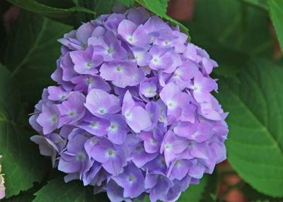Enjoy and protect hydrangeas from hungry deer | Features | dcourier.com