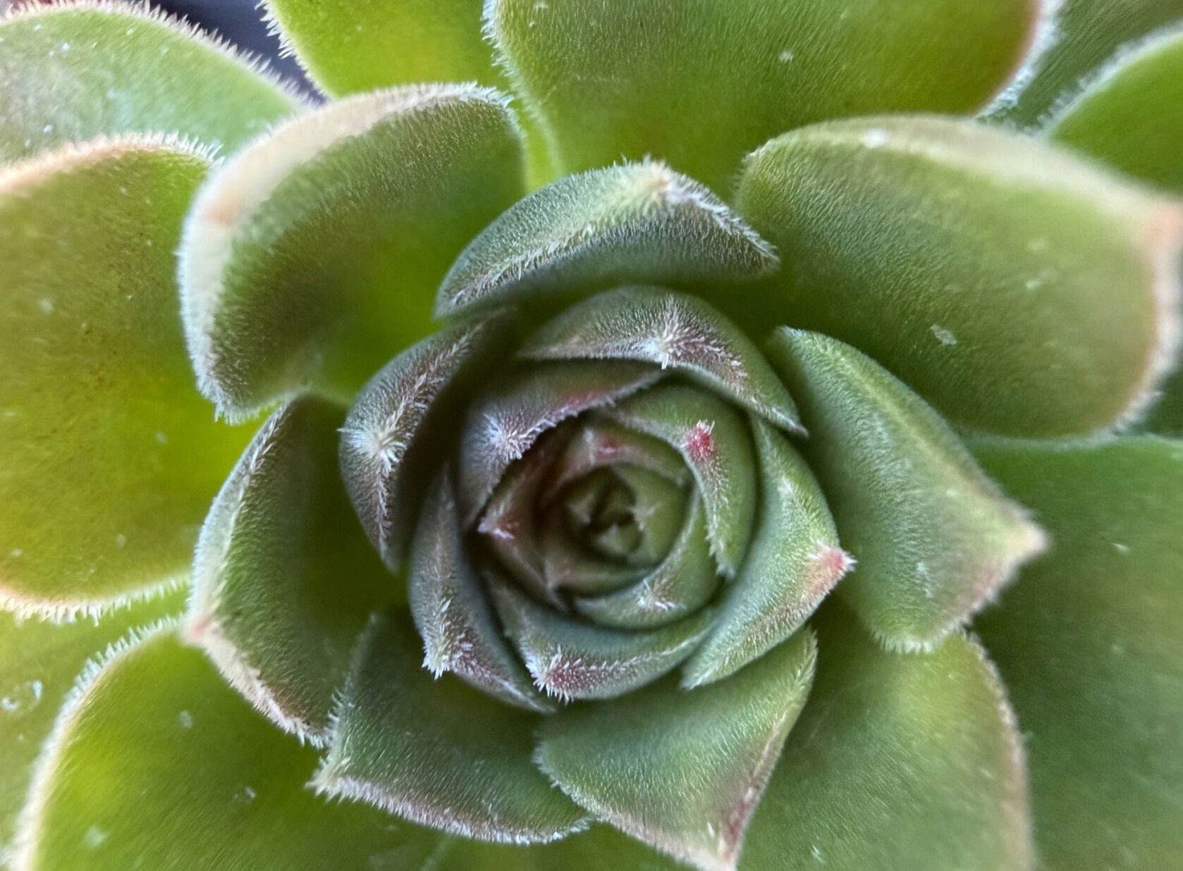 Bring the desert’s warmth indoors this winter with big, bold succulents ...