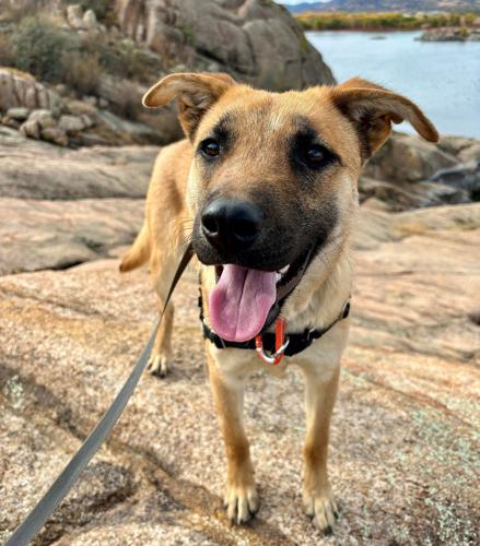 Pet of the Week: Denny (United Animal Friends) | Chino Valley Review ...
