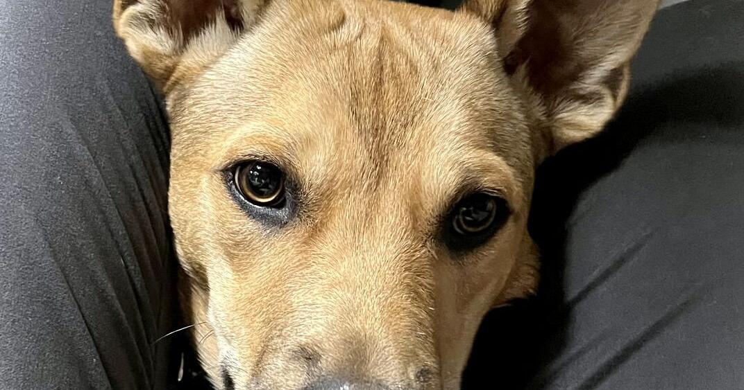 Pet of the Week: Chesterfield (Blackhat Humane Society) | Features ...