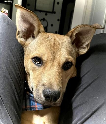 Pet of the Week: Chesterfield (Blackhat Humane Society) | Features ...