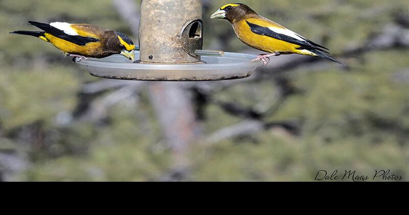 Birding: Local roundup on bird activity in Prescott area | Features ...