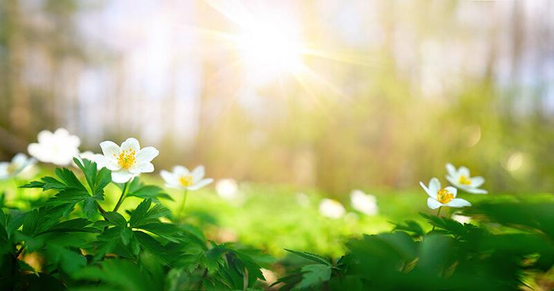 Wright: Spring has sprung, and there will be plenty to do | Opinion ...