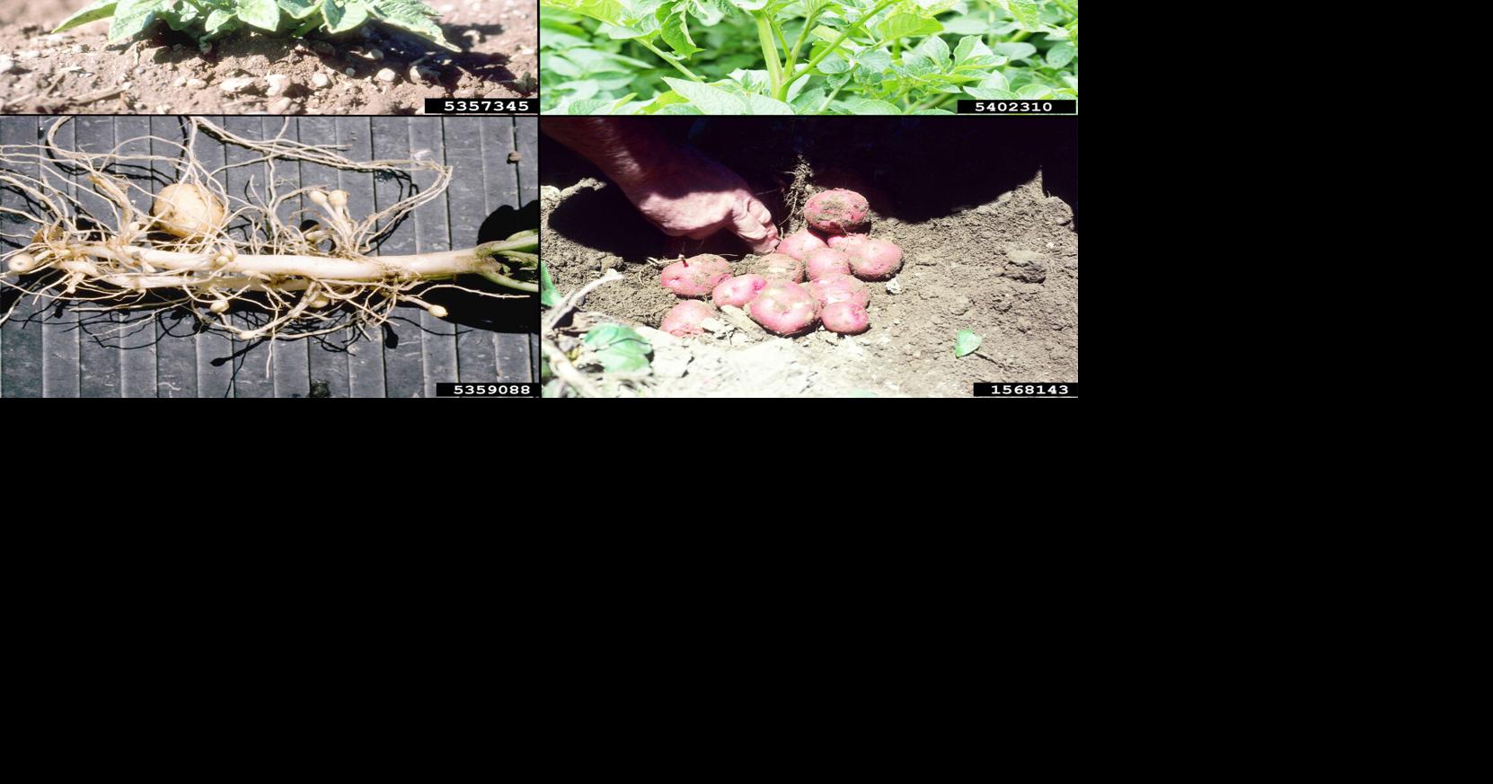 Backyard Gardener: Growing Irish potatoes in your home garden ...