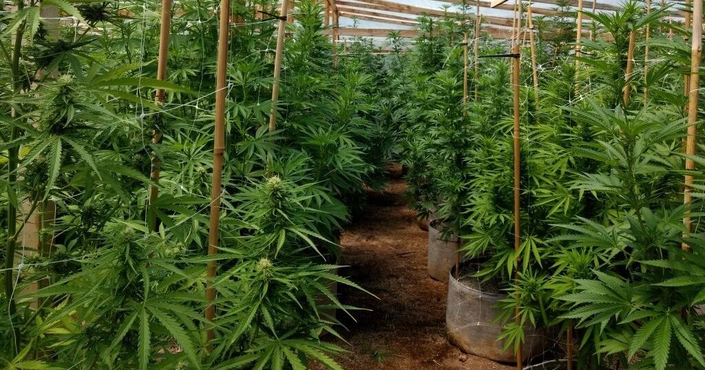 PANT seizes marijuana growing operation, butane hash oil lab | Chino ...