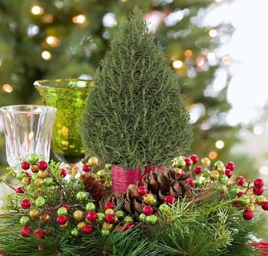 Festive foliage: 9 plants to brighten your holidays | Features ...