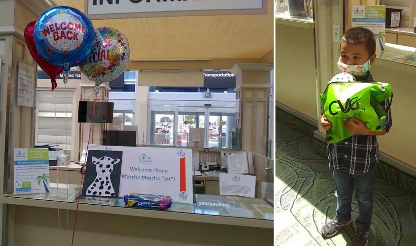 Lost toy dog returns home with help of Cincinnati airport | Odd ...