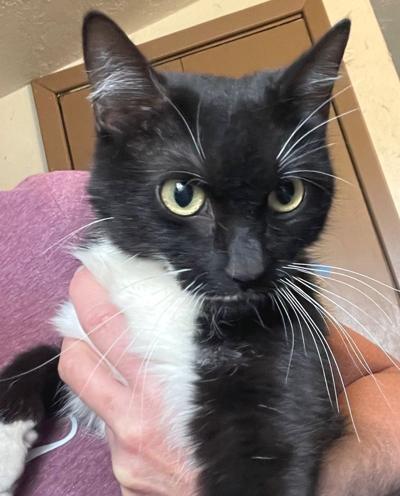 Pet of the Week: Patty (United Animal Friends) | Features | dcourier.com