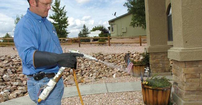 Stirring up invaders: Monsoon brings insect pests, rodents | Features ...