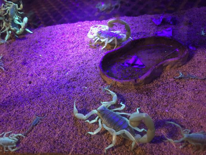 'I've got one!' Hunting neon scorpions in the Arizona desert | Odd ...
