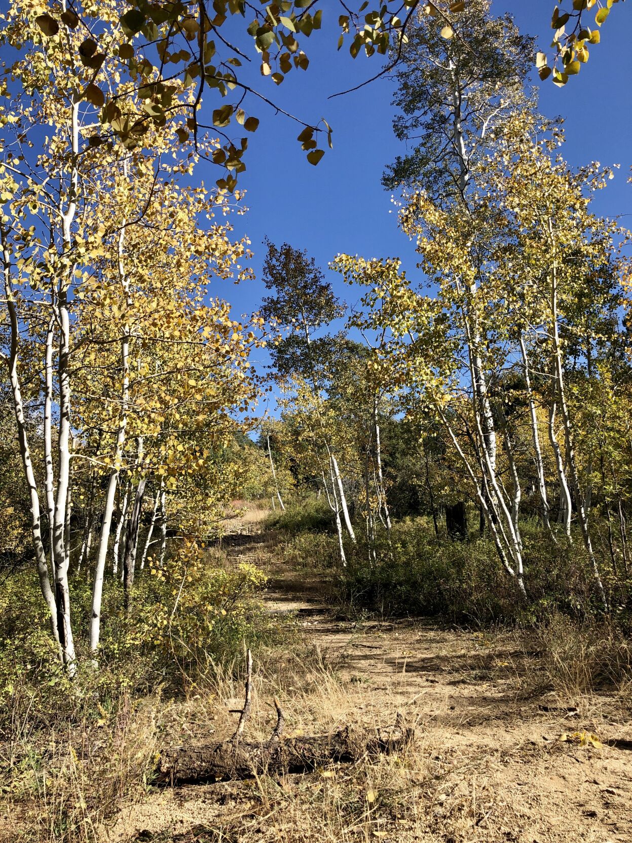 It’s happening: Where to find Prescott-area fall colors and when to ...