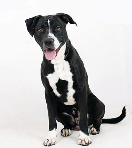 Pet of the Week: Poole (Yavapai Humane Society) | Chino Valley Review ...