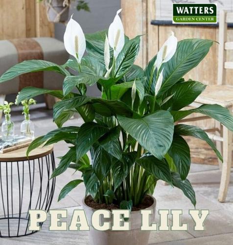 The Mountain Gardener: Nature’s Night Owls: Stunning plants that love ...