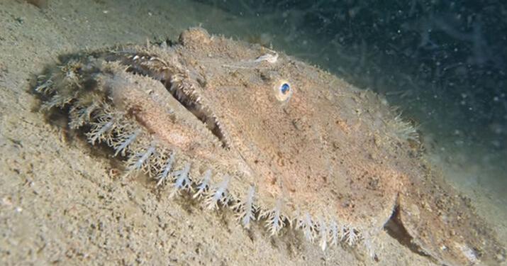 Sale of monkfish will pay for science to study them | Odd & Interesting ...