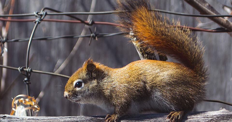 Judge sets new hard deadline for endangered squirrel habitat protection ...