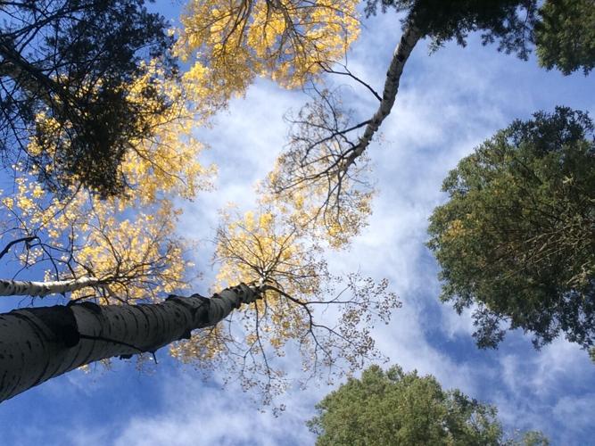 Prescott Area Waterfront Fall Foliage | Photo Galleries | dcourier.com
