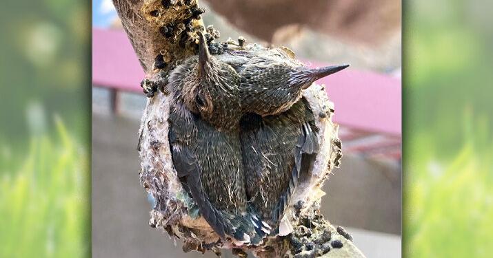 Birding: Baby bird development — precocial vs. altricial | Features ...