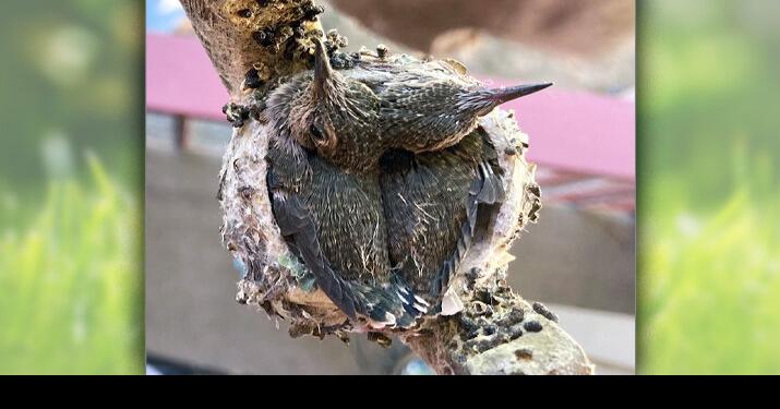 Birding: Baby bird development — precocial vs. altricial | Features ...